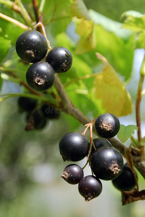 Blackcurrant stock photo. Image of flora, garden, eating - 1798724