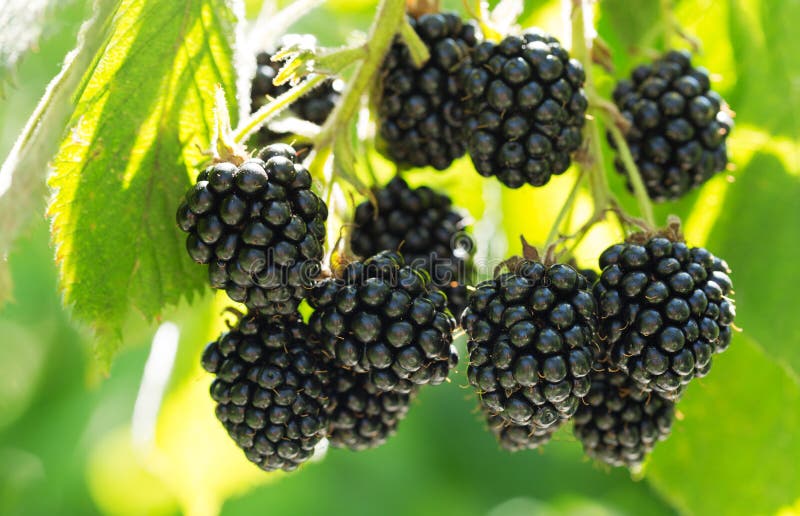 Ripe Blackberries in a Garden Stock Image - Image of summer, bush ...