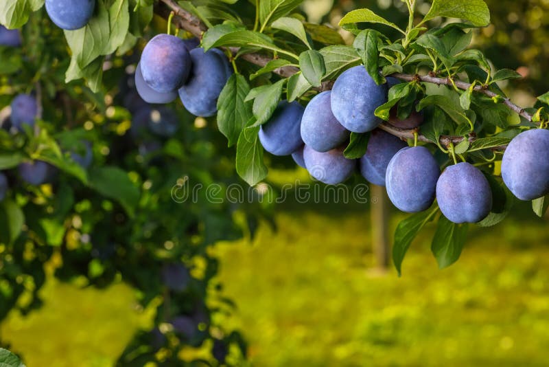 Branch of Ripe Blue Plums in Garden Stock Image - Image of growing ...