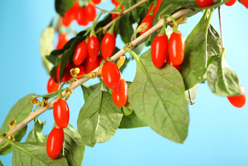 Branch with Ripe Fresh Goji Berries Stock Image - Image of food ...