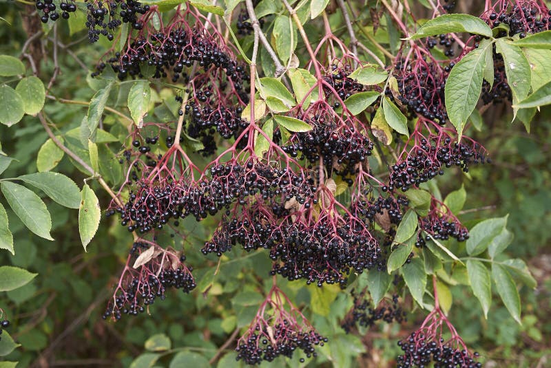Young Elder Tree Sambucus Nigra Stock Photo - Image of environment ...