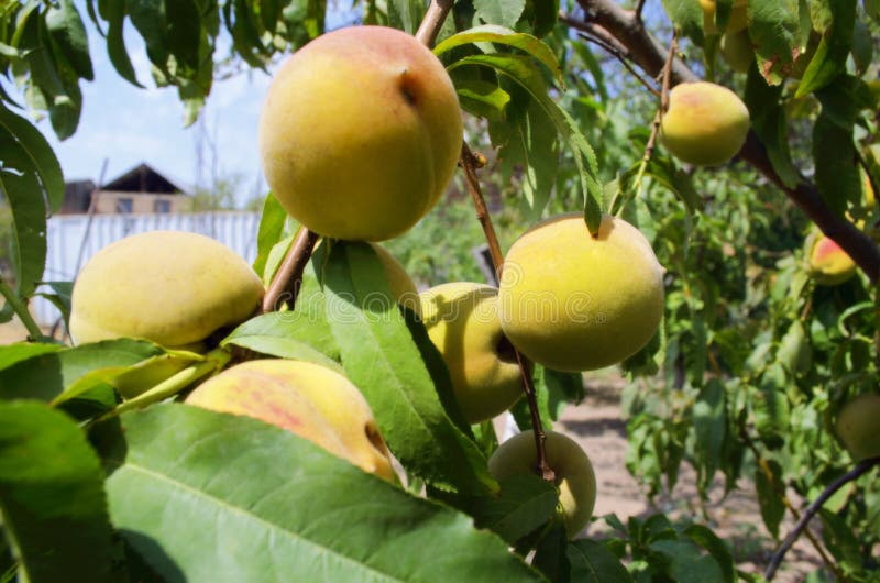 Branch with Ripe Large Peaches Stock Illustration - Illustration of ...