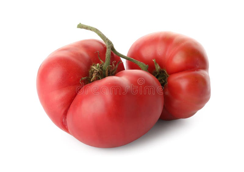 Branch with Ripe Pink Tomatoes Isolated on White Stock Image - Image of ...