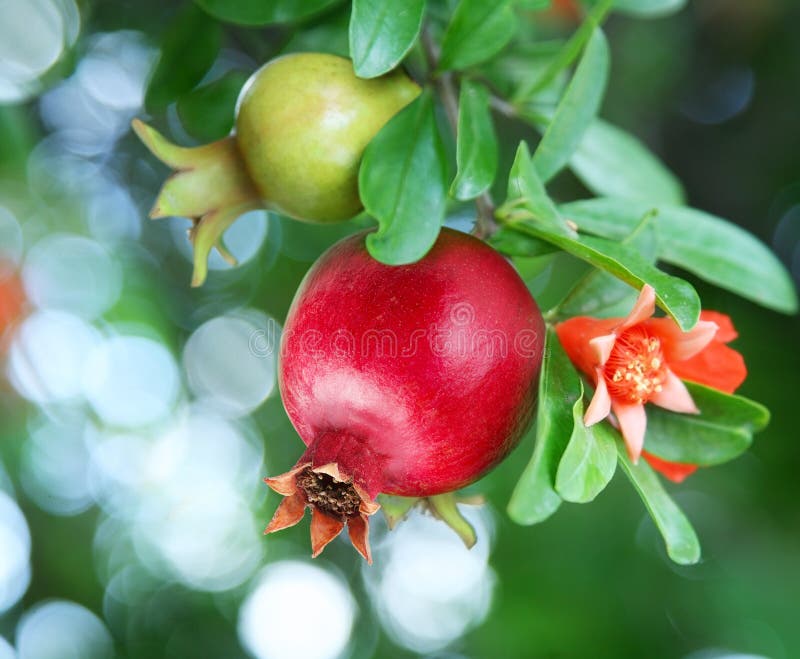 Branch with Ripe Pomegranate Stock Image - Image of sunny, bright: 14721035