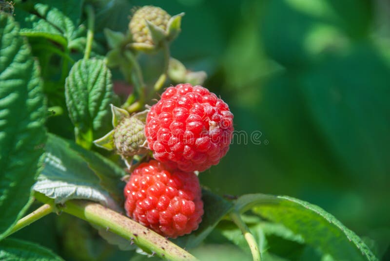 Branch of Ripe Raspberries in a Garden Stock Image - Image of gardening ...
