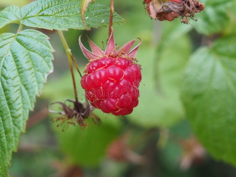 Branch of Ripe Raspberries in a Garden Stock Image - Image of berries ...