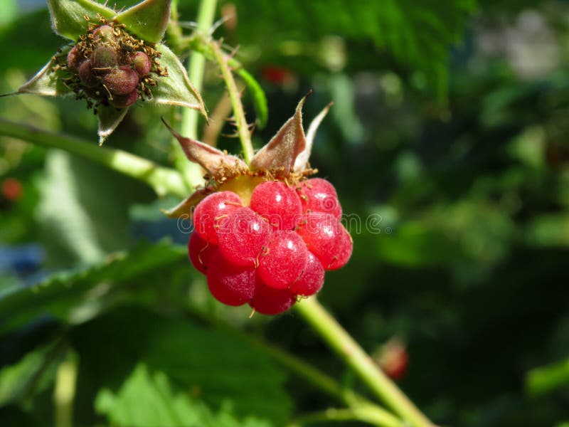 Branch of Ripe Raspberries in a Garden Stock Image - Image of sweet ...