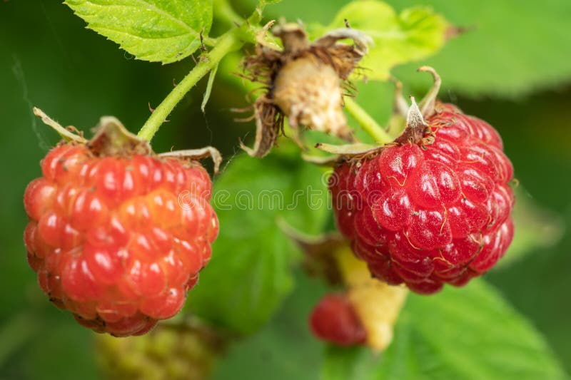 Branch of Ripe Raspberries in a Garden Stock Photo - Image of farming ...