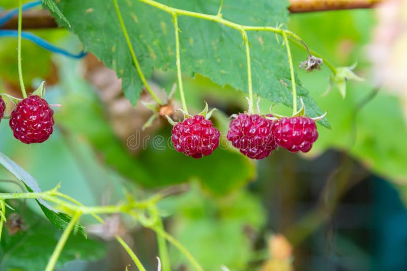 Branch of Ripe Raspberries in Garden. Red Sweet Berries Growing on ...