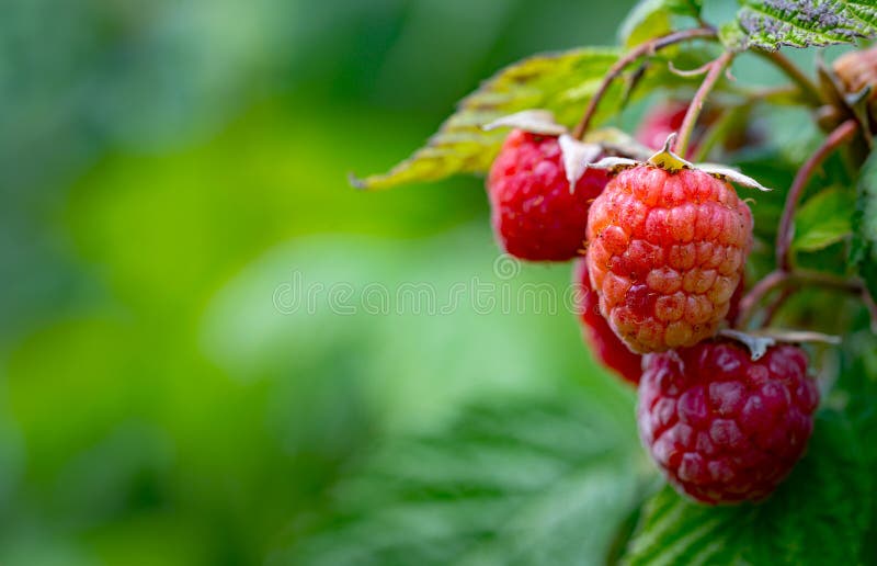 Branch of Ripe Raspberries in a Garden. Stock Image - Image of ...