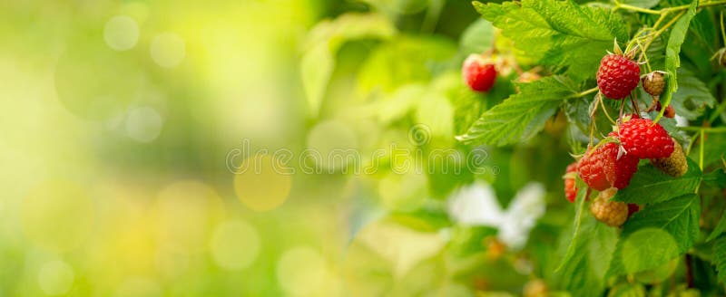 Branch of Ripe Raspberries in a Garden. Stock Photo - Image of diet ...