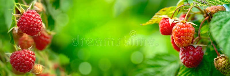 Branch of Ripe Raspberries in a Garden. Stock Photo - Image of organic ...