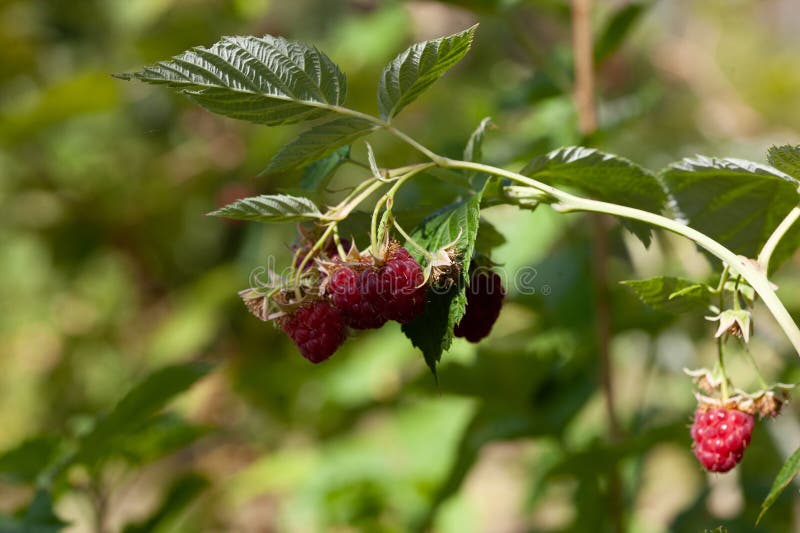 Branch of Ripe Raspberries in a Garden Stock Image - Image of group ...