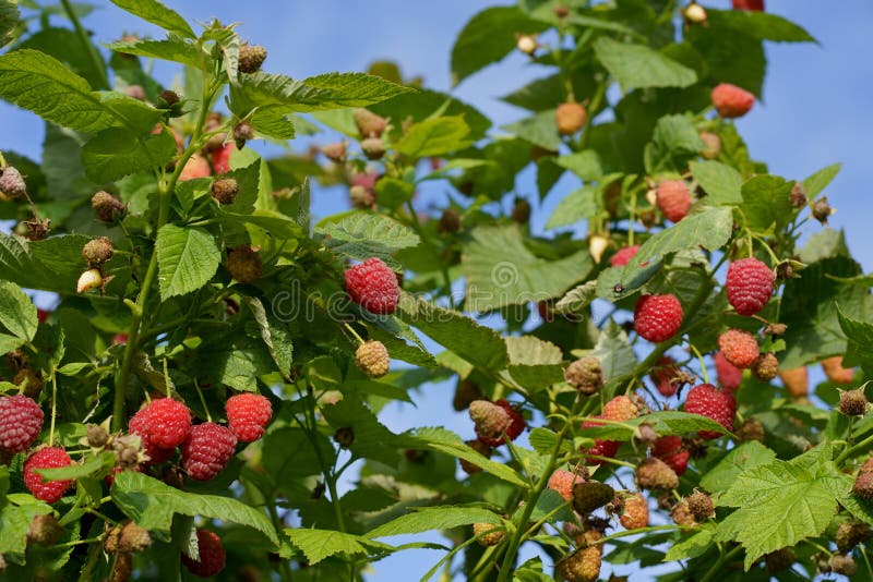 A Branch Of Ripe Raspberries In The Garden Red Sweet Berries Grow On A