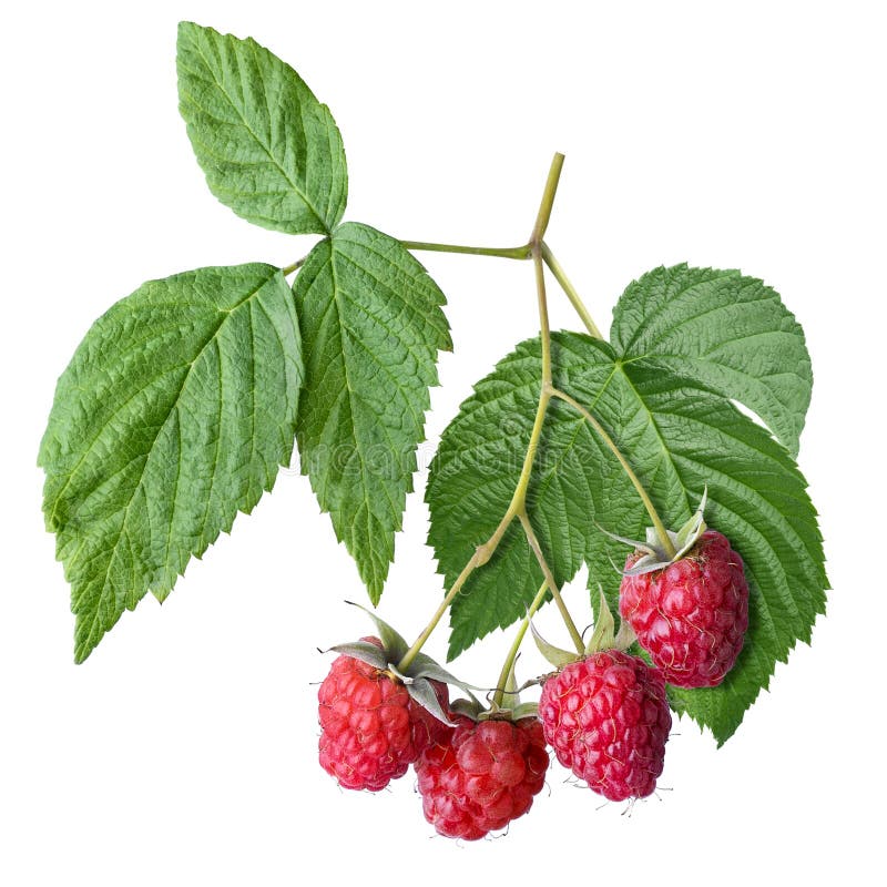 Branch of Ripe Raspberries with Leaves Isolated Stock Photo - Image of ...
