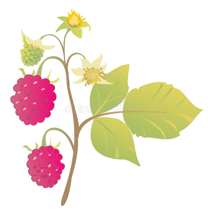 Branch with Ripe Raspberry Berries Stock Vector - Illustration of color ...