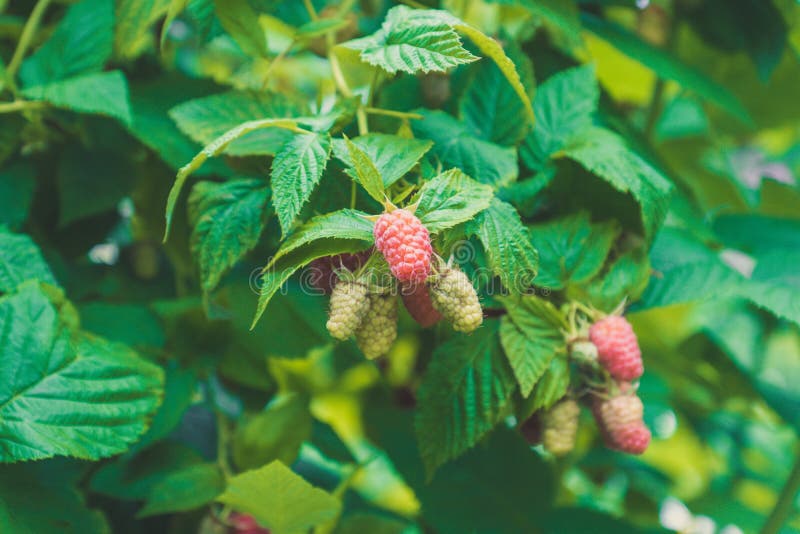 Branch with Ripe Raspberry in the Garden Stock Photo - Image of harvest ...