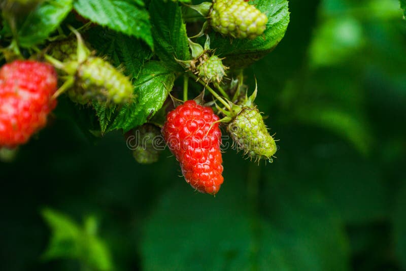 Branch with Ripe Raspberry in the Garden Stock Photo - Image of nature ...