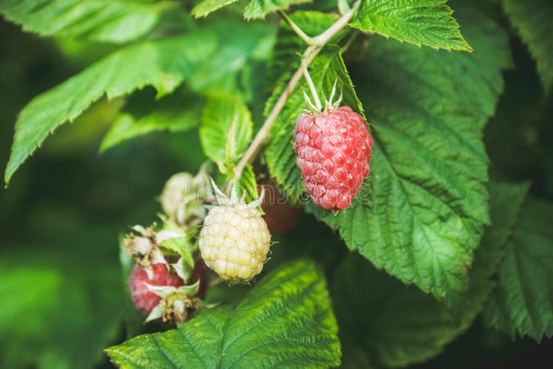 Branch with Ripe Raspberry in the Garden Stock Image - Image of ...