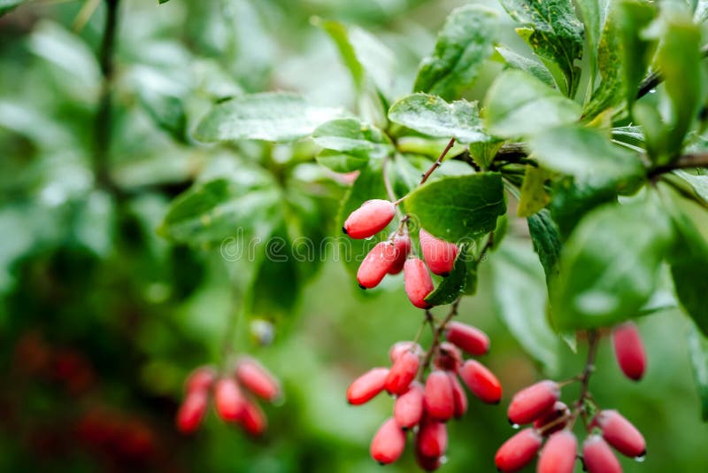 Branch of Ripe Red Barberry after a Rain with Drops of Water Stock ...