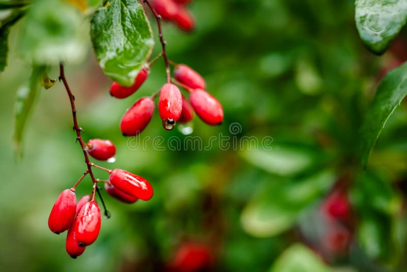 Branch of Ripe Red Barberry after a Rain with Drops of Water Stock ...