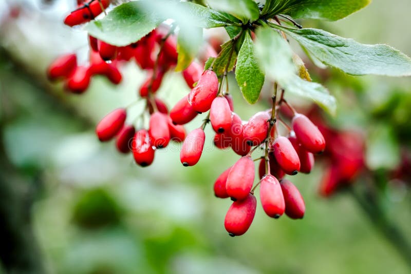 Branch of Ripe Red Barberry after a Rain with Drops of Water Stock ...