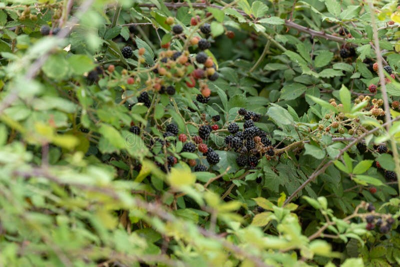 On the Branch Ripen the Berries Bramble Rubus Fruticosus Stock Image ...