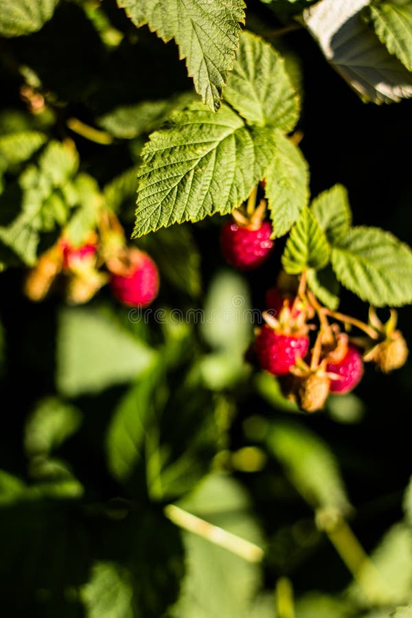 Leaves of Raspberries and Ripe and Ripening Raspberries in the Dark ...