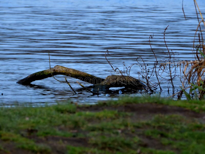 Branch in the river stock image. Image of wetland, nature - 266441809