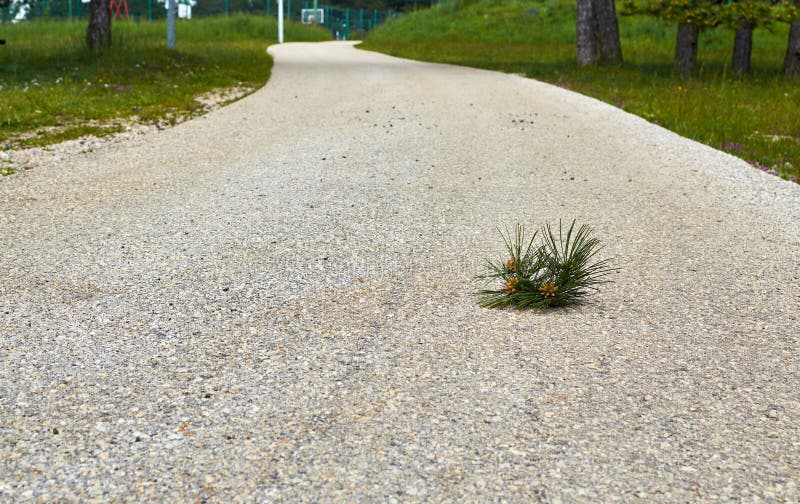 Branch on a road stock image. Image of path, nature - 159252495