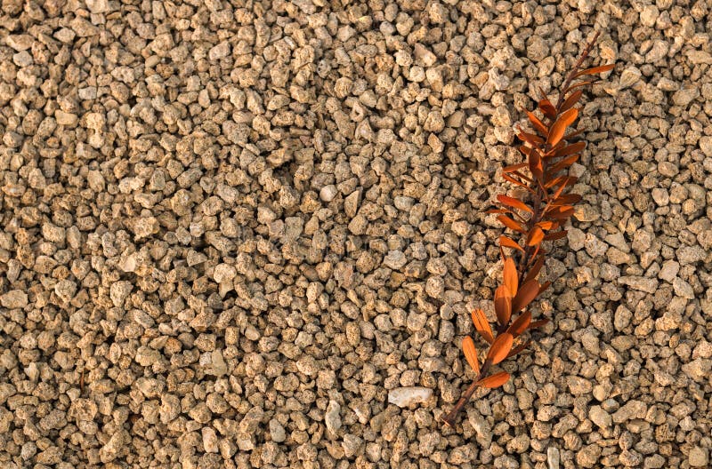 Branch on Rocks stock photo. Image of stones, gravel - 56143680