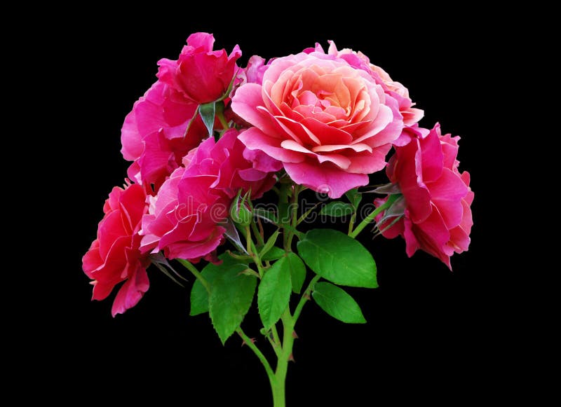 Two beautiful pink roses stock image. Image of romantic - 10066499