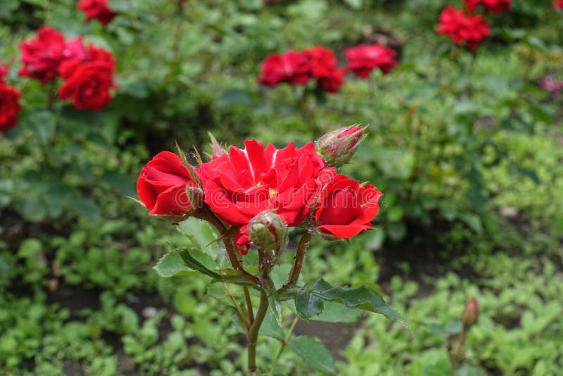 Branch of Rose with Red Flowers Stock Photo - Image of flowerbed ...