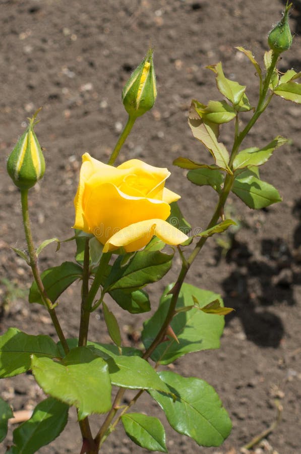 Branch of Rose with Three Buds and Half-opened Yellow Flower Stock ...