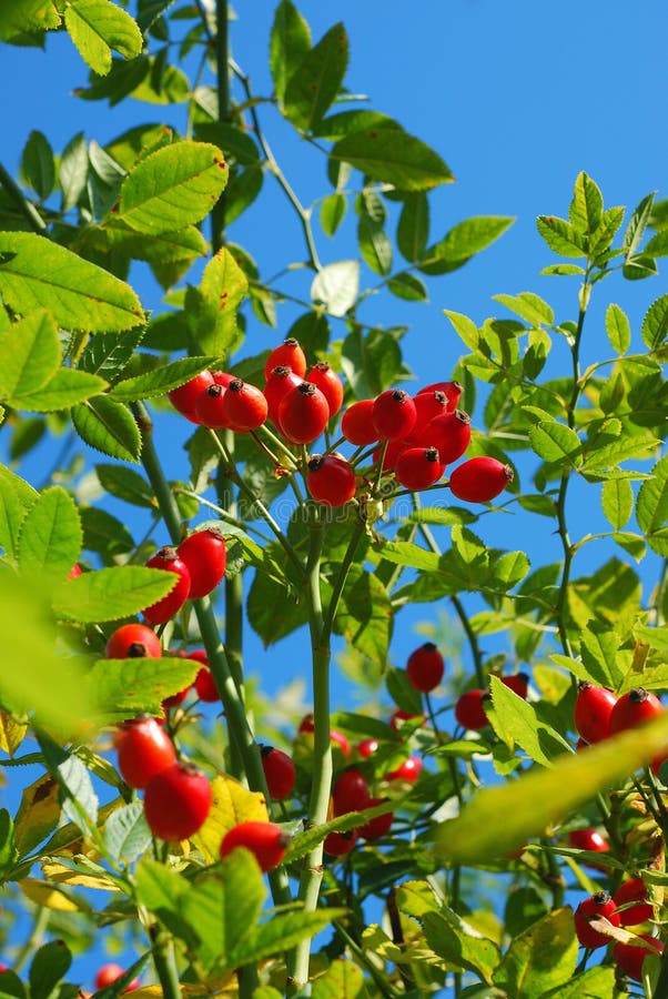 Goji berry stock image. Image of berry, fruit, goji, plant - 22688811