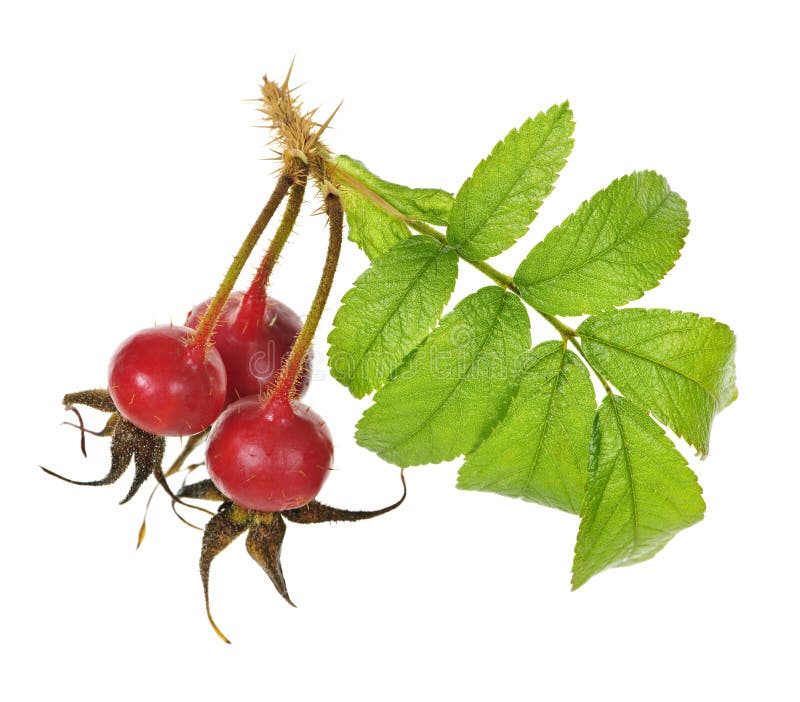 Branch with rose hips stock image. Image of fruit, rose - 16043405