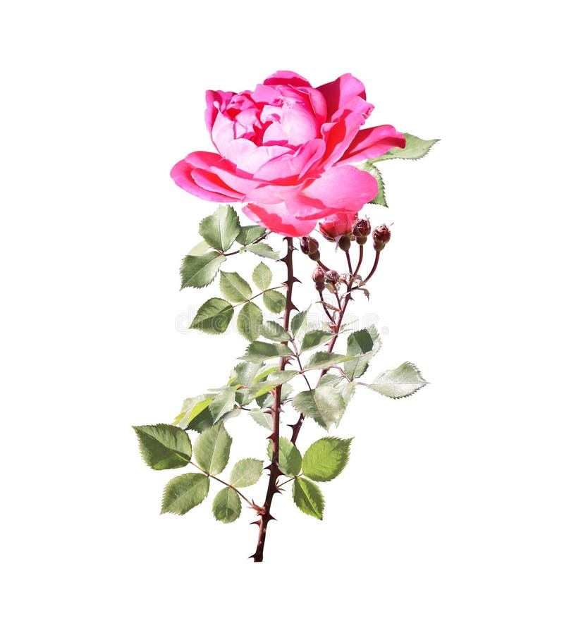 Branch of Rose with Red Flowers Stock Image - Image of blossom, leaf ...