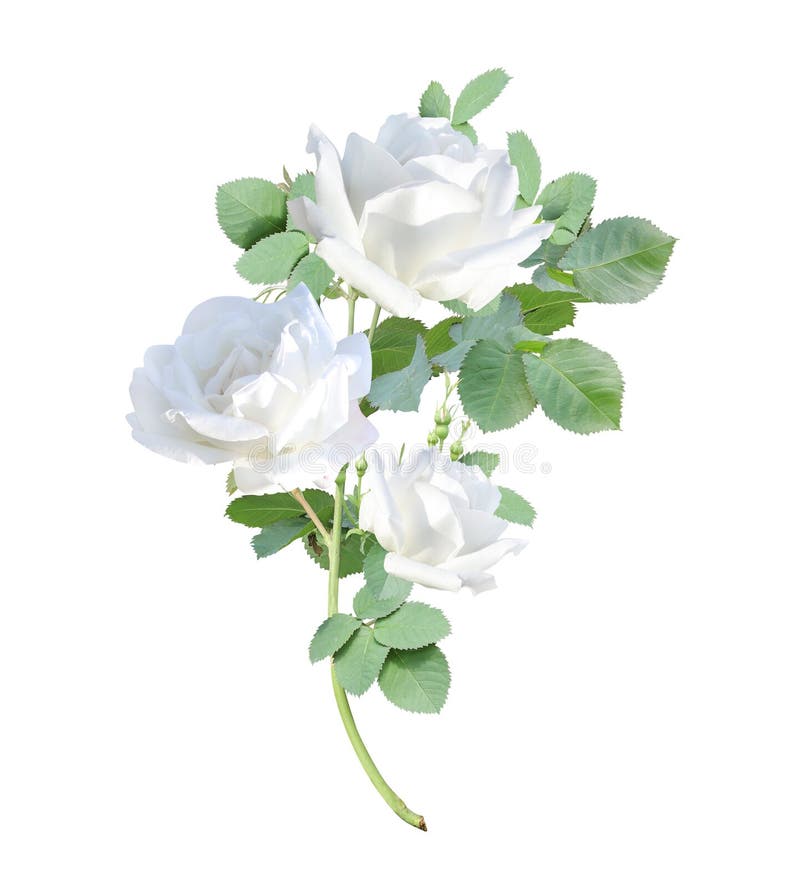 Branch of red rose stock photo. Image of petals, color - 20105686