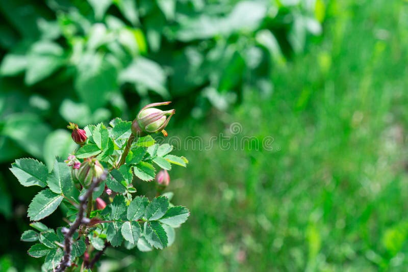 Close-up of the Branch of Rosehip with Few Buds with Vivid Green Leaves ...