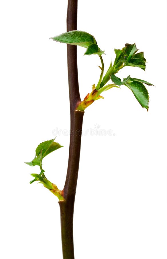 The branch of roses stock image. Image of growth, trunk - 19003071