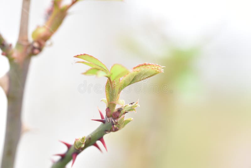 Branch of roses stock image. Image of flowers, leaf, green - 51718257