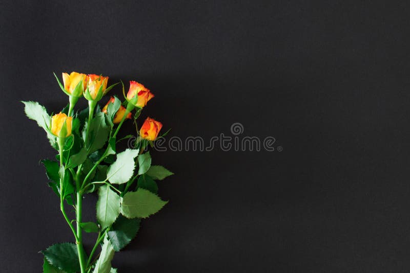Branch of Roses Lying on the Left Side of Black Background with Copy ...