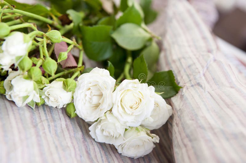 Branch of roses stock photo. Image of celebration, flower - 43865348