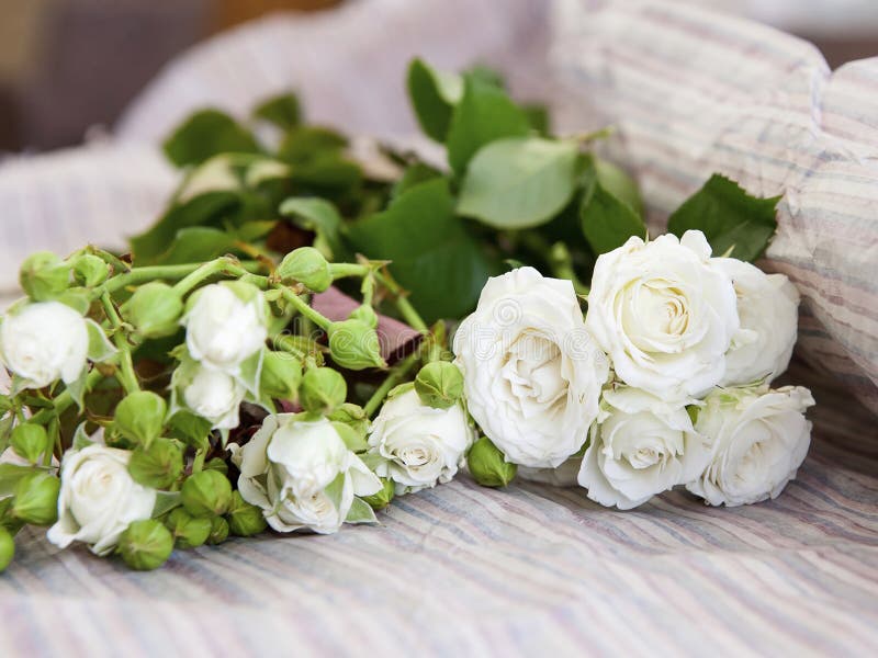 Branch of roses stock image. Image of decorate, gift - 43865363