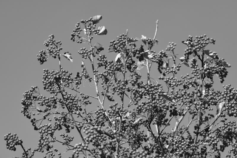 Branch of Rowan with Bright Berries on Blue Sky Background Stock Image ...