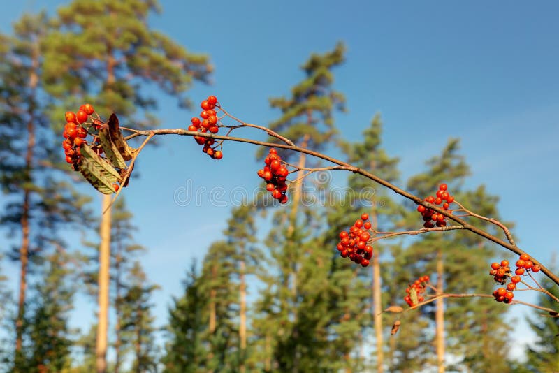 Branch of rowan in forest stock image. Image of tree - 92708731
