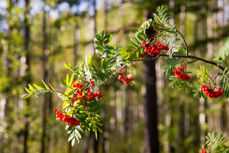 Branch of a rowan-tree stock photo. Image of berry, ripe - 10714724