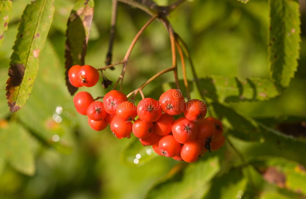 Branch of a rowan-tree stock photo. Image of color, fruit - 13461088