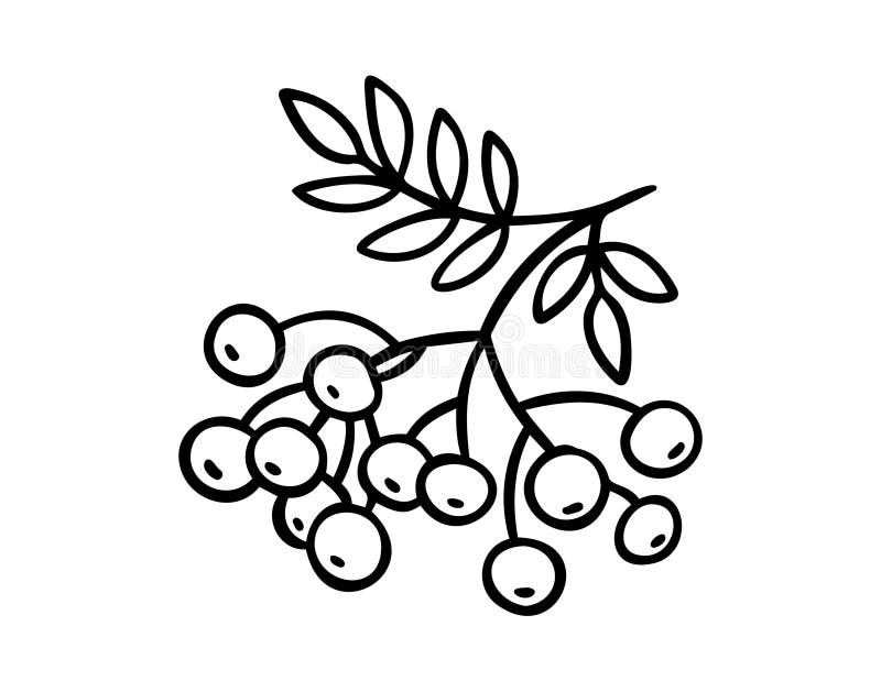 Branch of Rowan Tree Doodle Hand Drawn Icon. Drawing Branch of Rowan ...