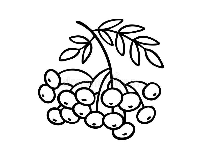 Branch of Rowan Tree Doodle Hand Drawn Icon. Drawing Branch of Rowan ...